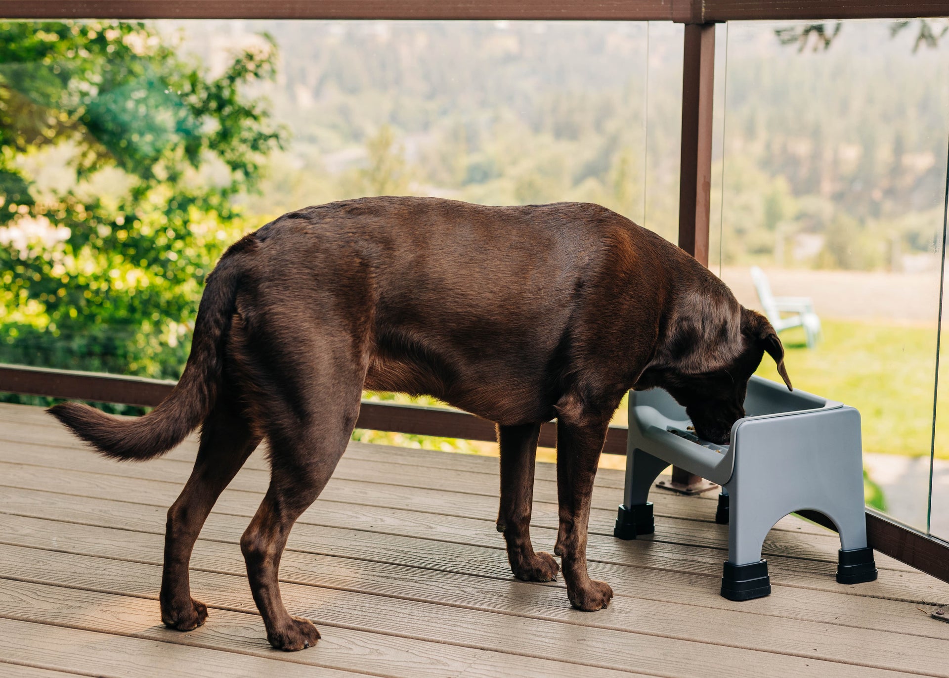 Fluff Trough XL Binge Blocker Set – The Pugly Company Inc.